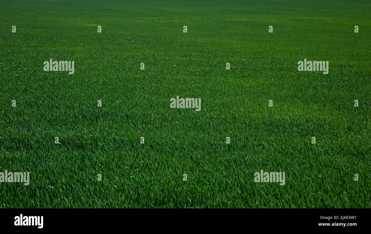 green grass background summer grass Stock Photo - Alamy