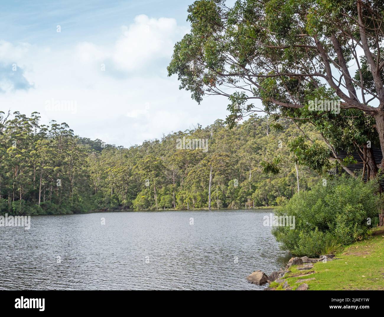 Pemberton western australia karri hi-res stock photography and images ...