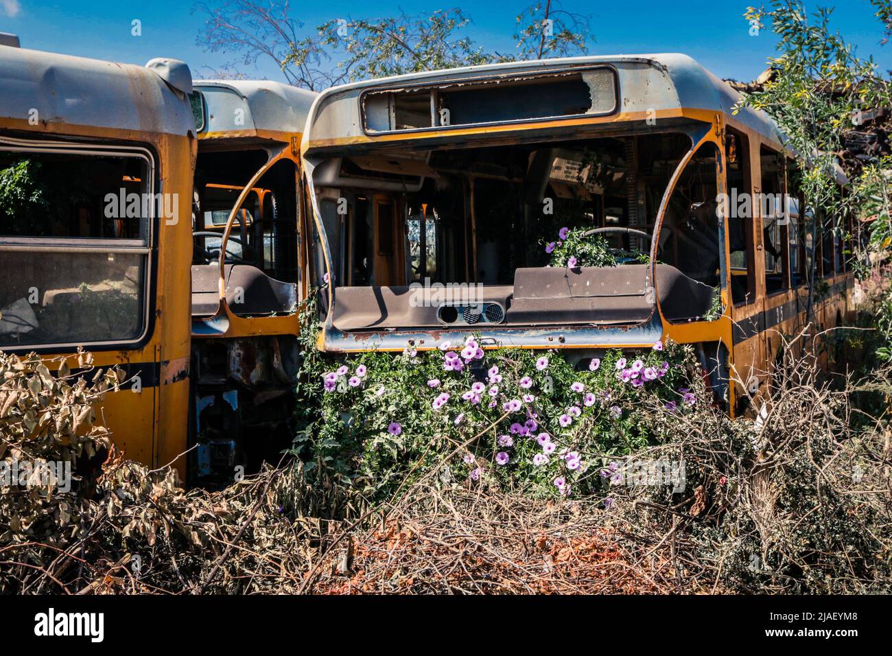 Rusted and Crushed Buses on the Tank Graveyard in Asmara, Eritrea Stock ...