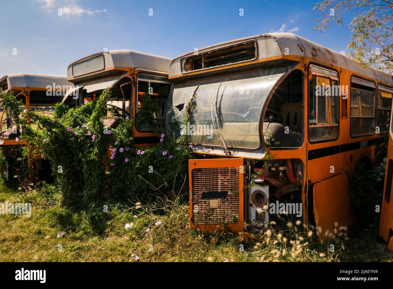 Rusted and Crushed Buses on the Tank Graveyard in Asmara, Eritrea Stock ...