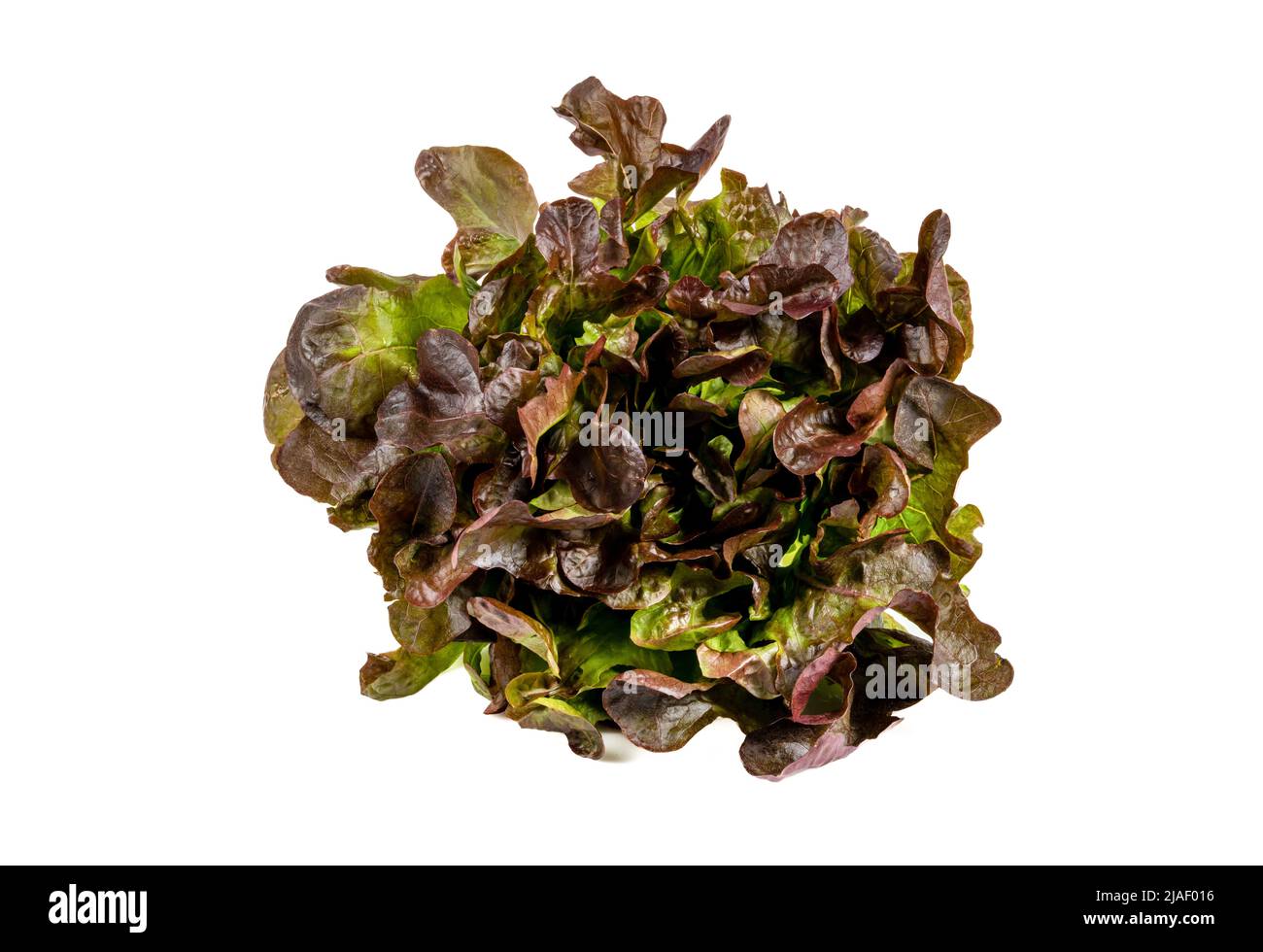 Curly leafy lettuce Cut Out Stock Images & Pictures - Alamy