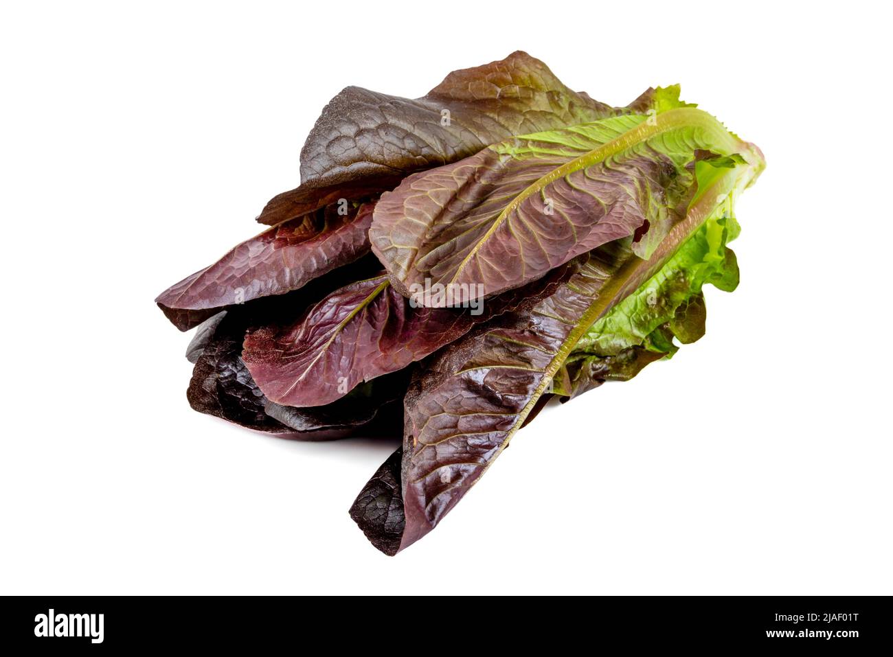 Newly harvested red lettuce on an isolated white background Stock Photo ...