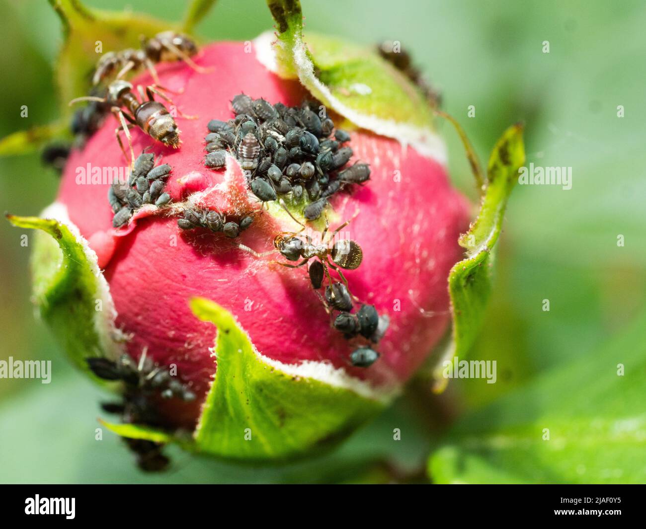 small aphids in the garden on rose bud; pests of flowering plants ...