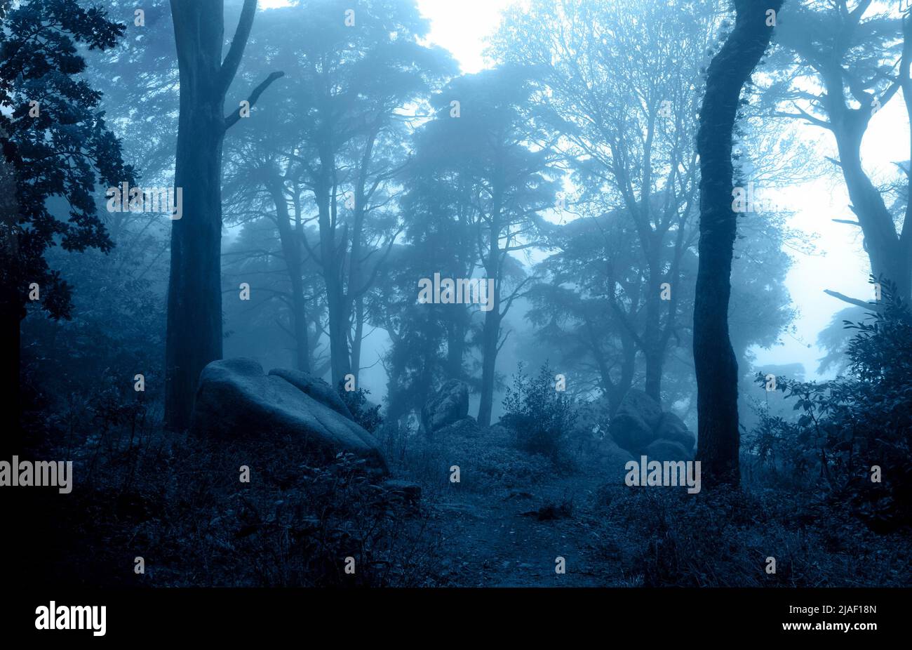 Night nature scene. Mysterious landscape with trees and bushes in foggy ...