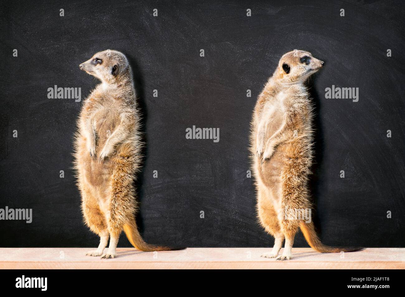 Different direction hi-res stock photography and images - Alamy