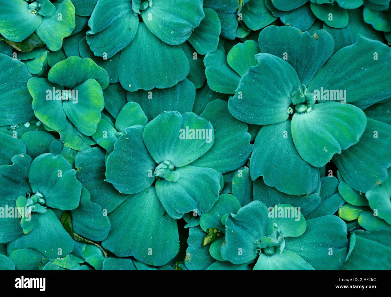 Leaves of Pistia stratiotes (water cabbage, water lettuce). Full ...