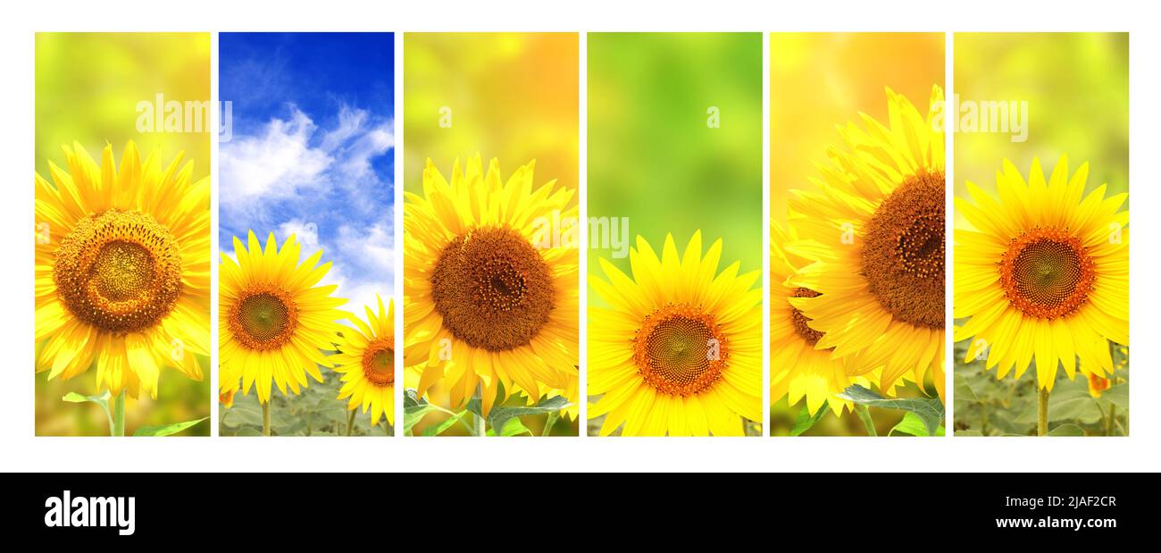 Set of vertical banners with agricultural products. Agriculture collage ...