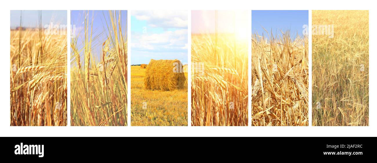 Set of vertical banners with agricultural cereal products. Agriculture ...