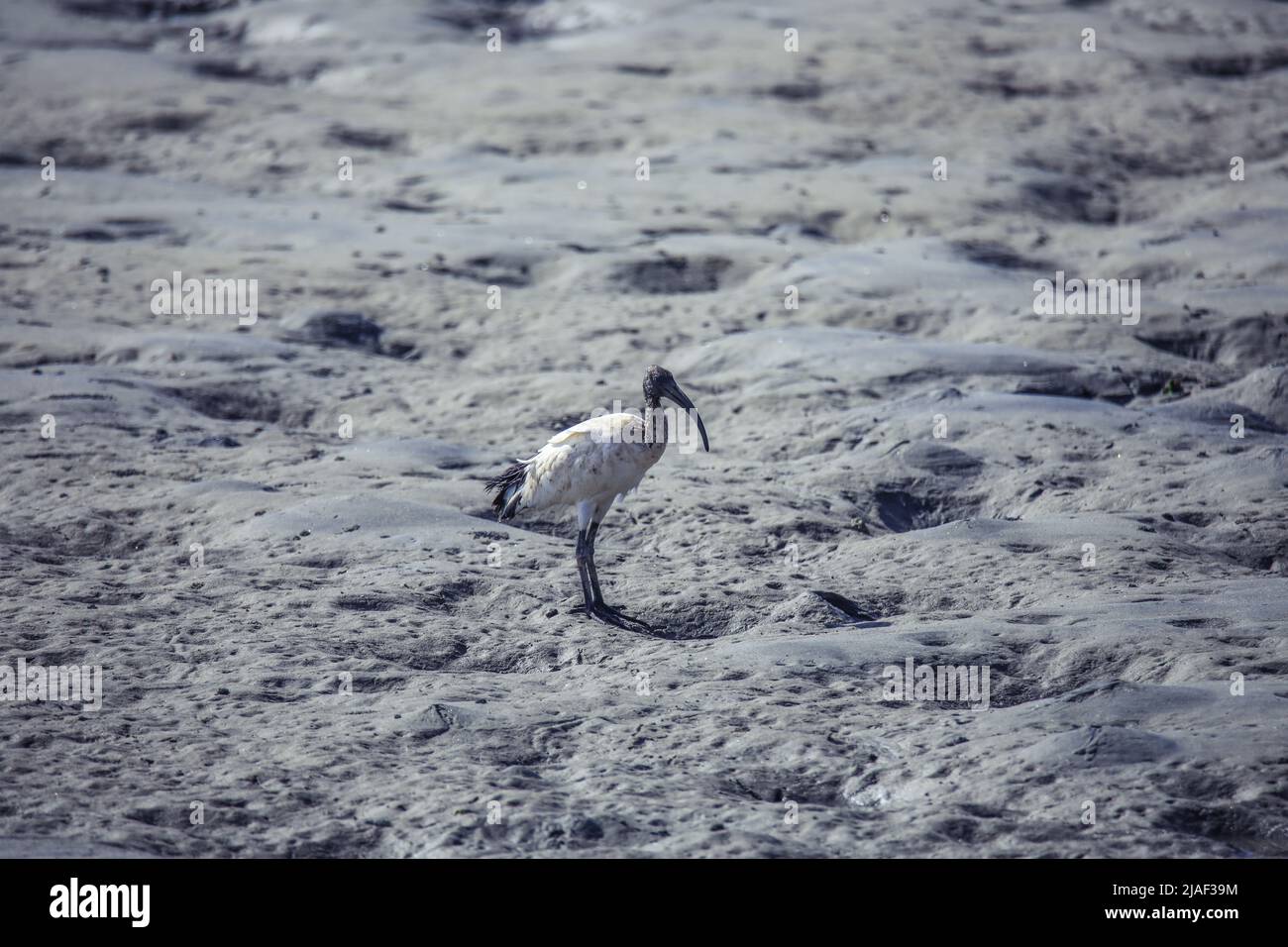 Berbera beach hi-res stock photography and images - Alamy