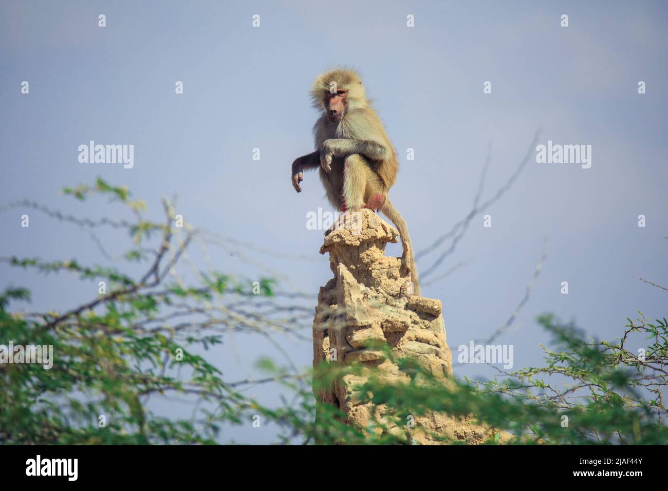 Hamadryas baboon Family on the Road to the Laas Geel rocks, Somaliland ...