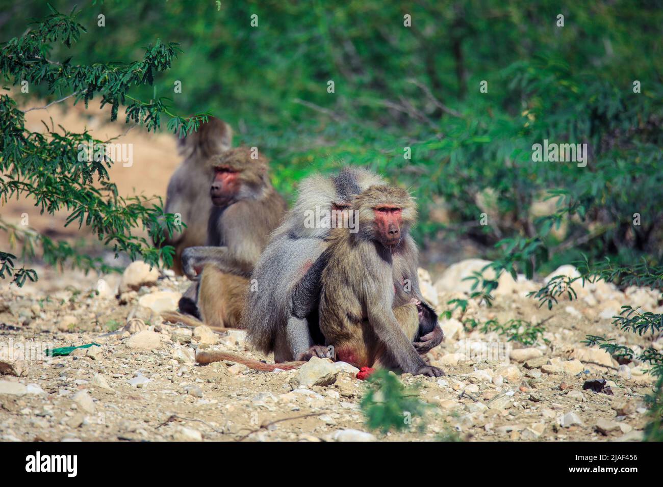 Hamadryas baboon Family on the Road to the Laas Geel rocks, Somaliland ...