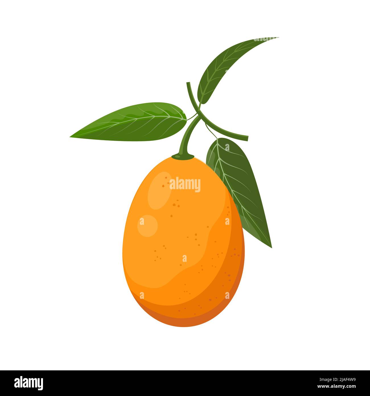 Kumquat with leaves, flat style vector illustration isolated on white ...