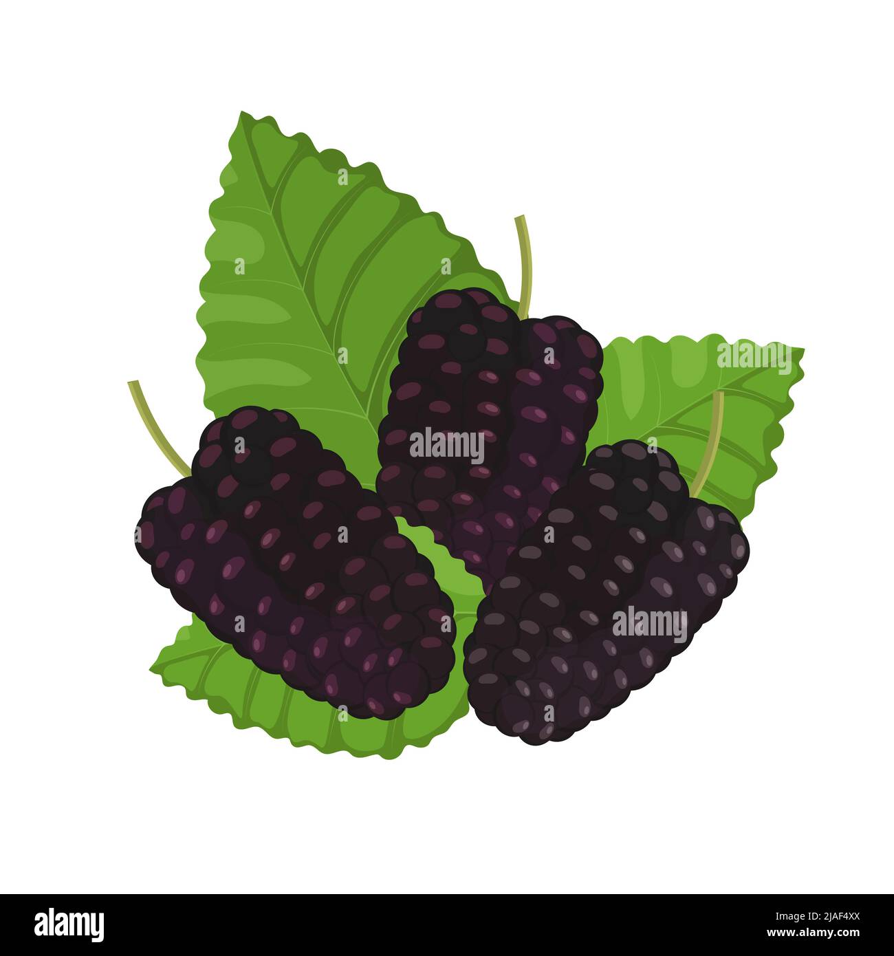 Mulberry, berries with leaves, flat style vector illustration isolated ...