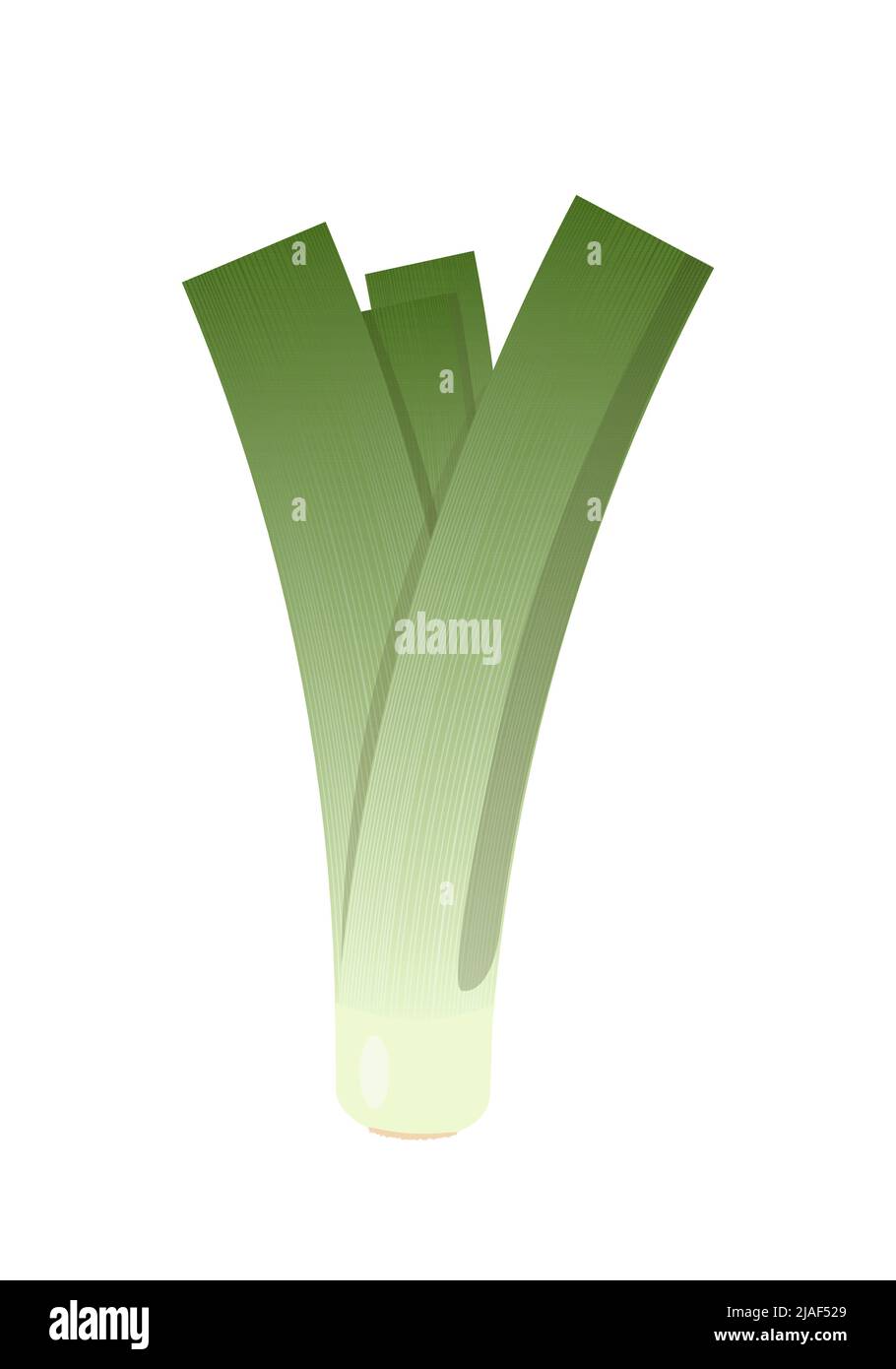 Leek plant, flat style vector illustration isolated on white background ...