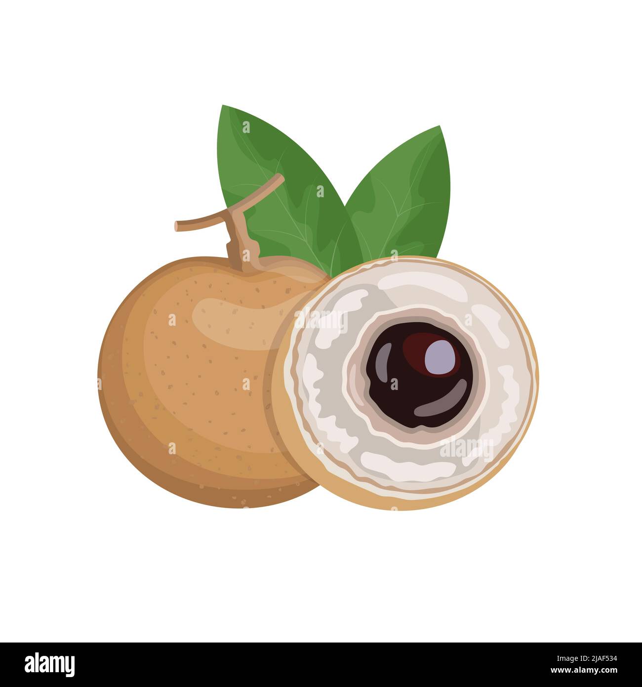 Longan with leaves and half cut, vector illustration in flat style on ...