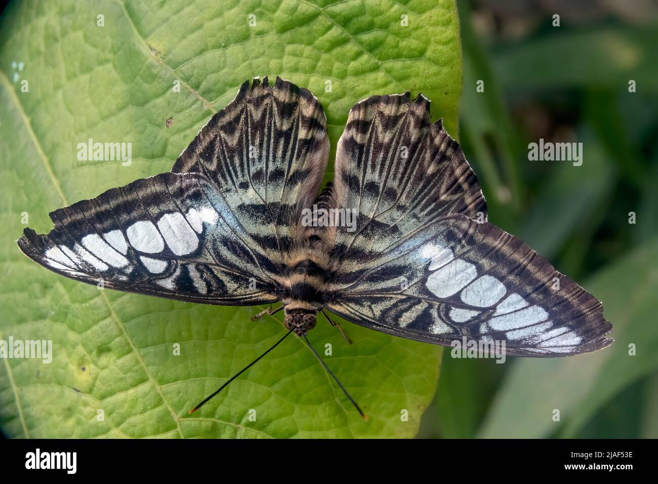 Blue Clipper Butterfly aka The Clipper Butterfly at the Butterfly ...