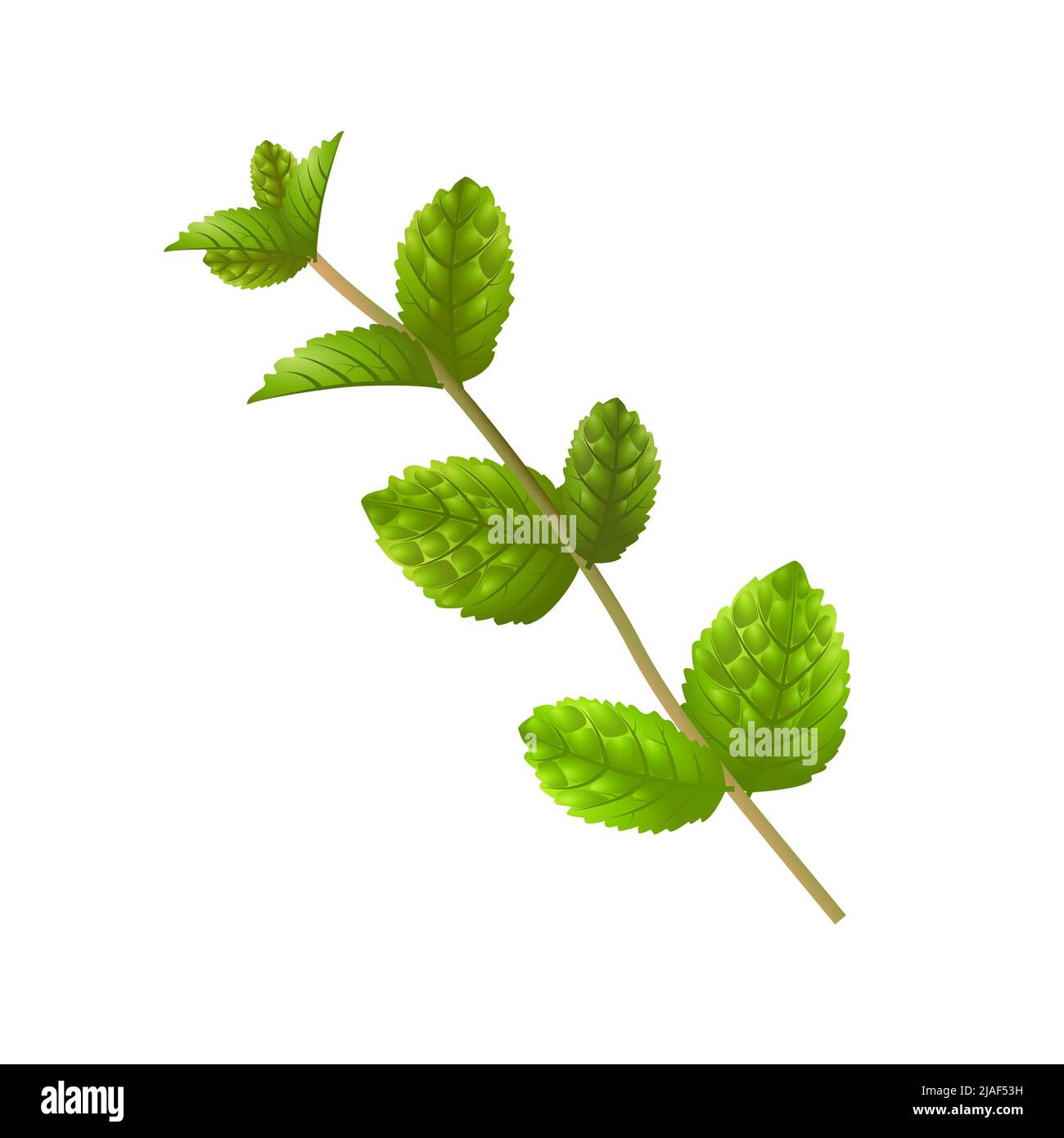 Mint branch with leaves, flat style vector illustration isolated on ...