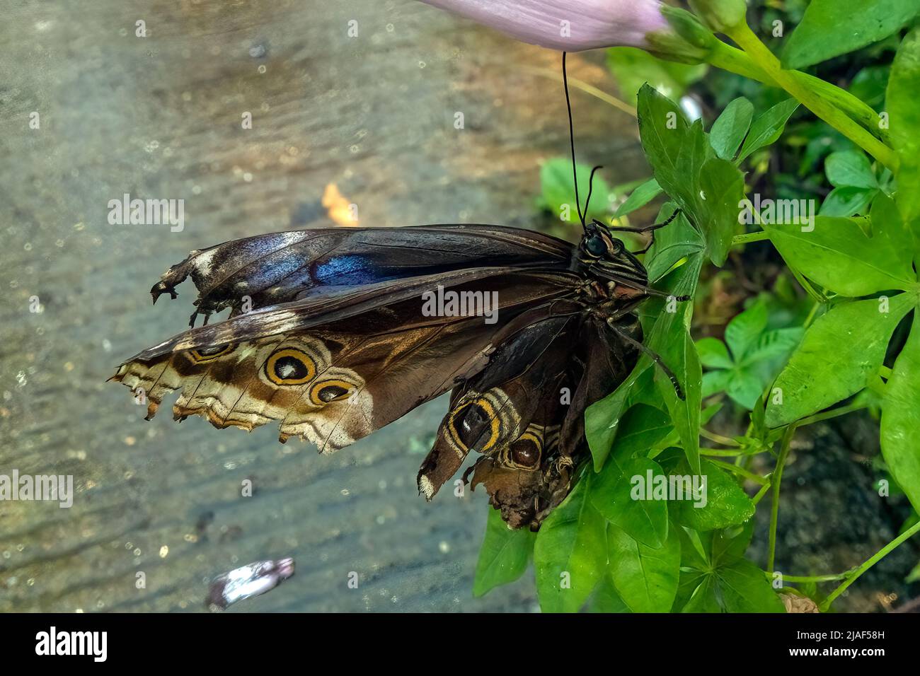 Common Blue Morpho Butterfly aka Peleides Blue Morpho, Common Morpho or ...