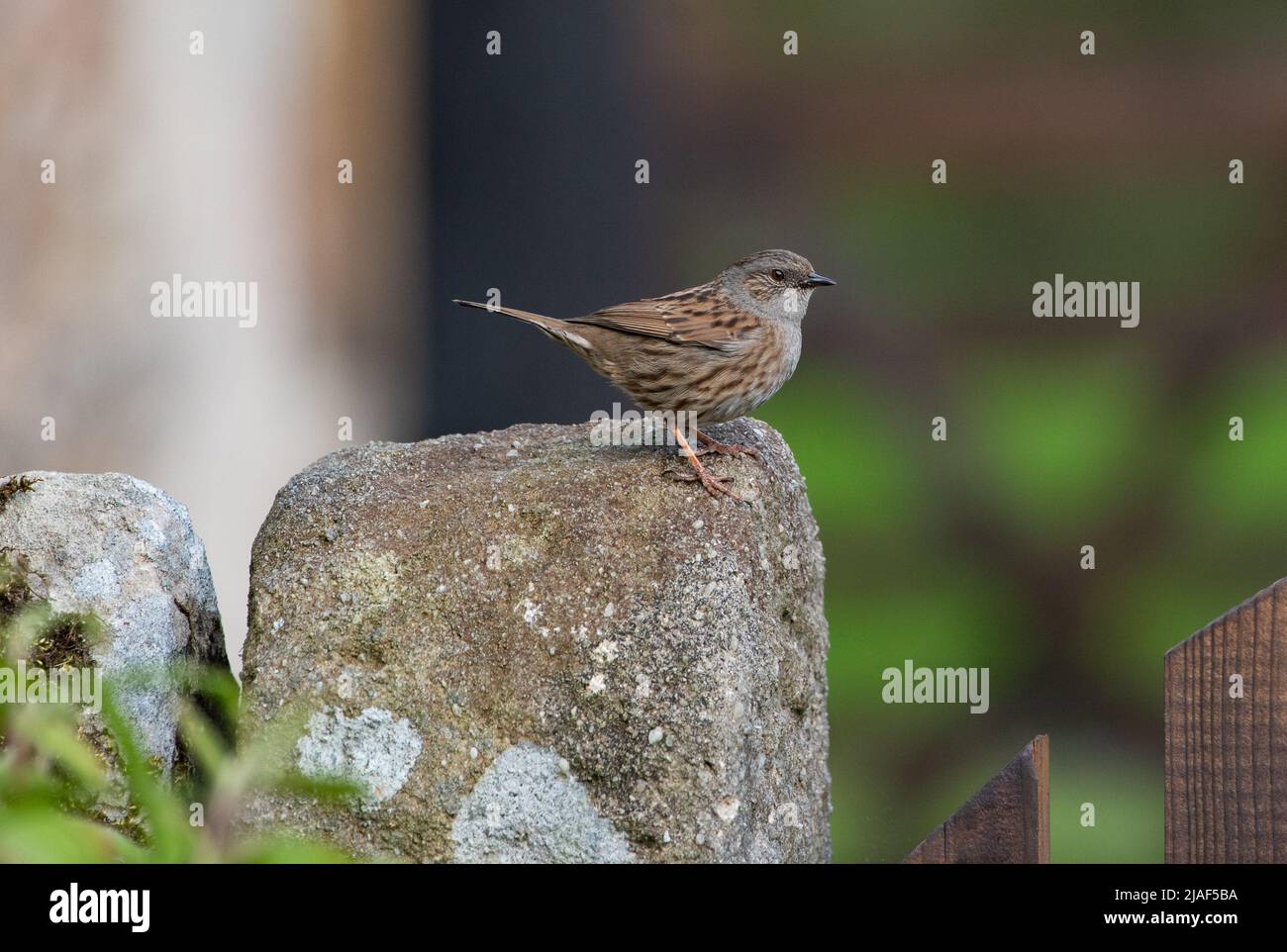 A Dunnock in a garden, Cow Ark, Clitheroe, Lancashire, England, UK ...