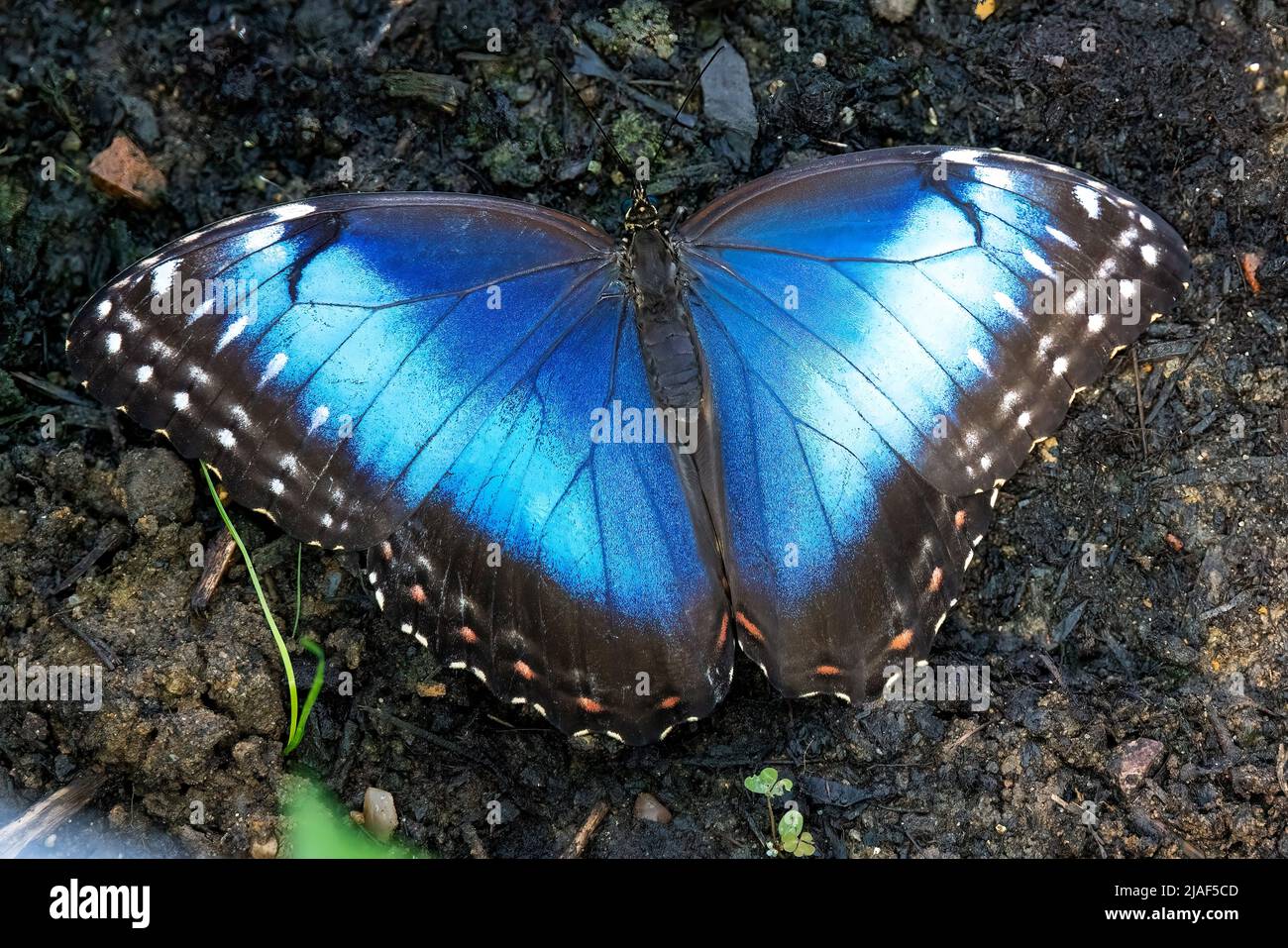 Common Blue Morpho Butterfly aka Peleides Blue Morpho, Common Morpho or ...