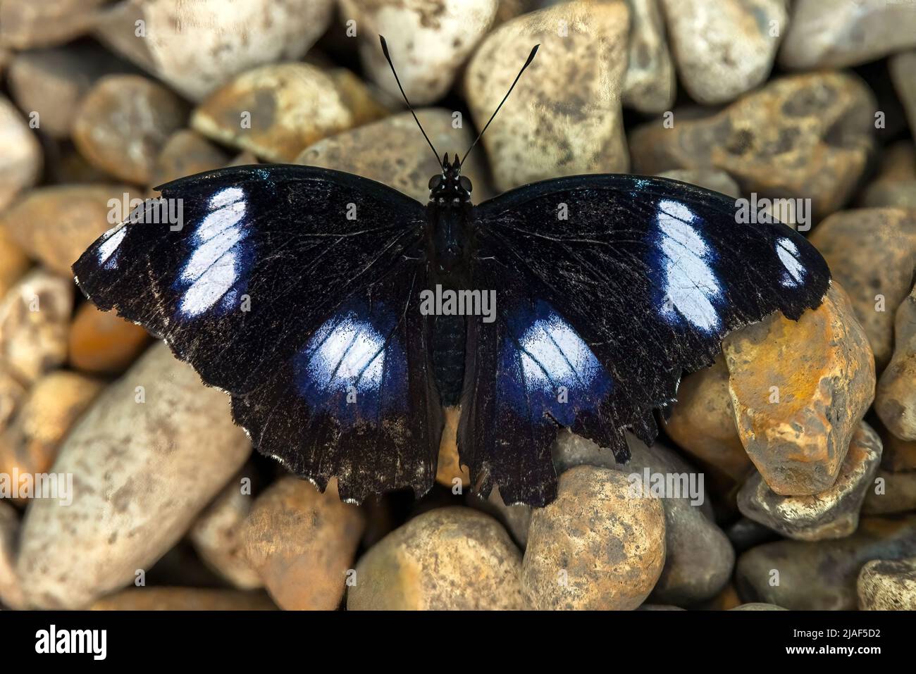 Danaid Eggfly aka Mimic or Diadem at the Butterfly Gardens, Middleton ...