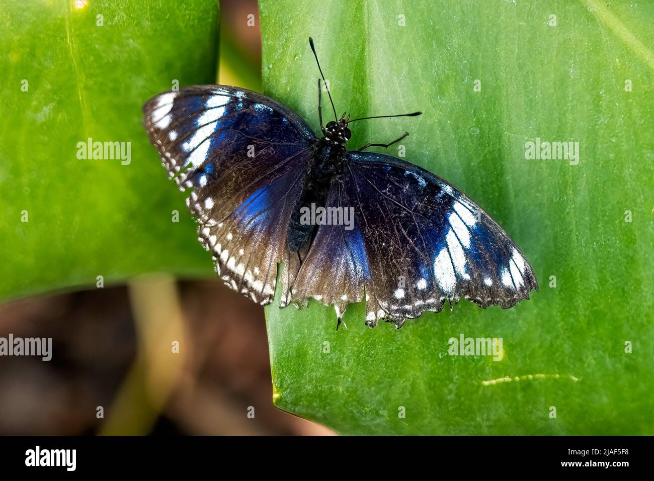 The Great Eggfly aka Common Eggfly and Blue Moon Butterfly at the ...