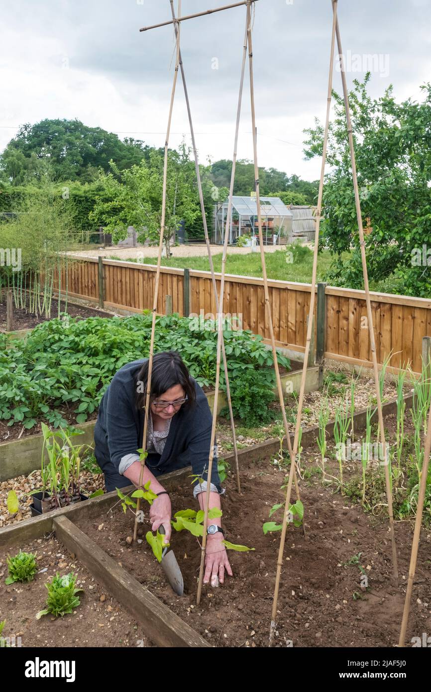 Woman planting runner beans at the base of bean poles in her vegetable ...