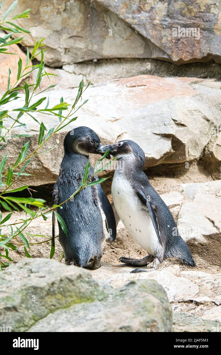 Cloacal Kiss Penguins With