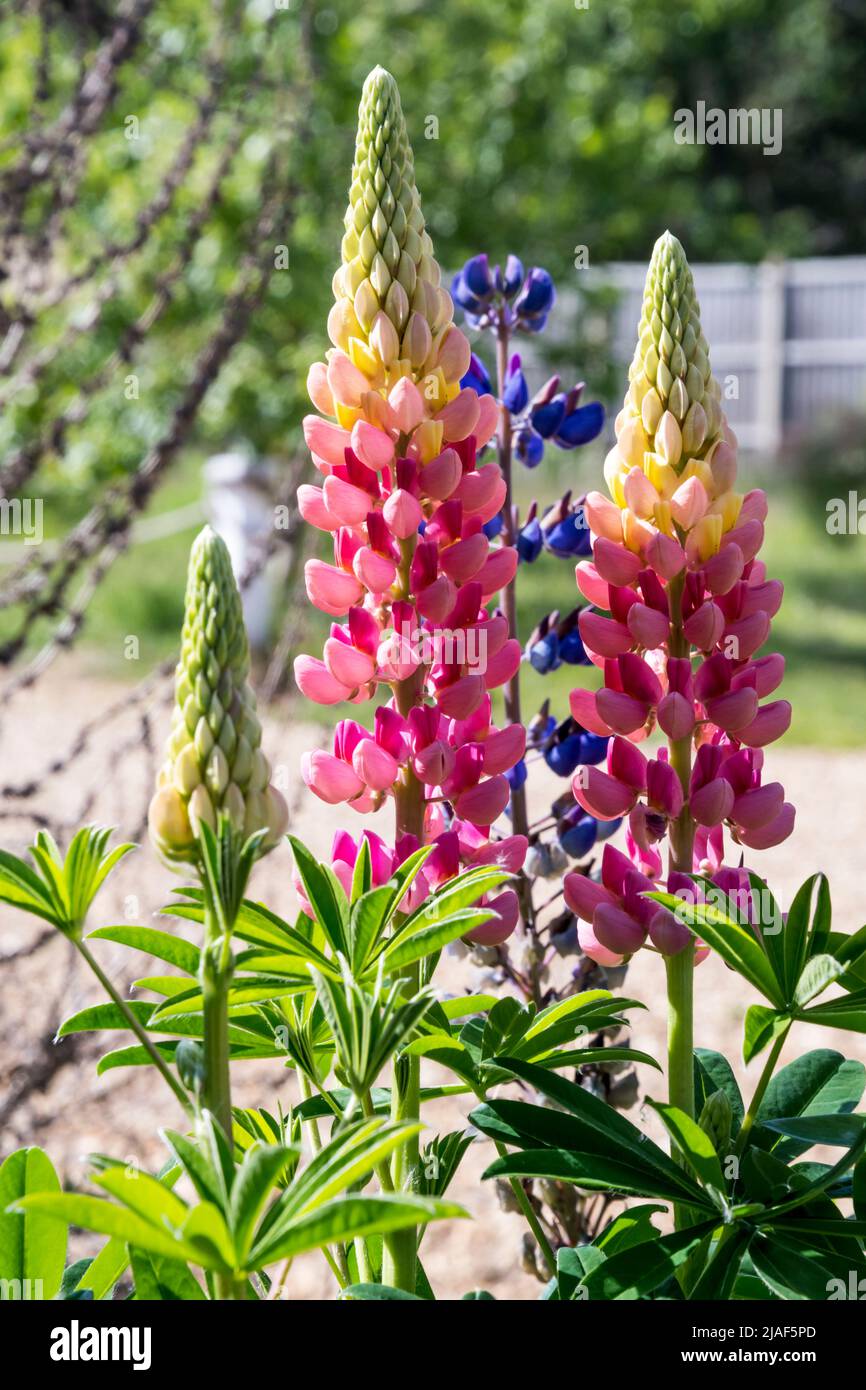 Lupins, Lupinus 'Noble Maiden' Stock Photo - Alamy