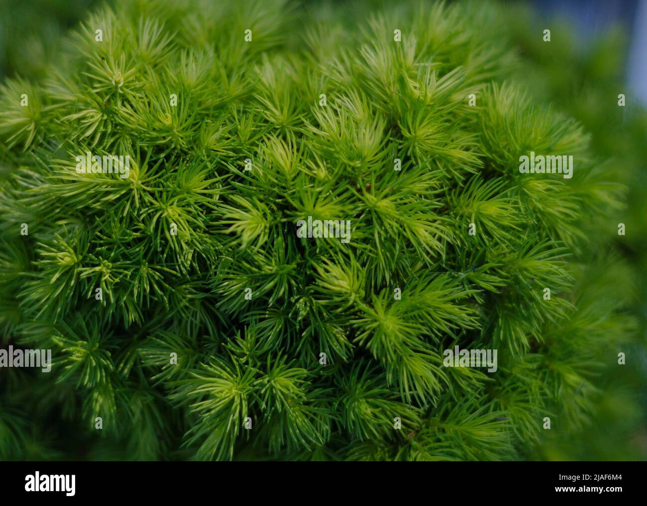 Evergreen juniper hi-res stock photography and images - Alamy