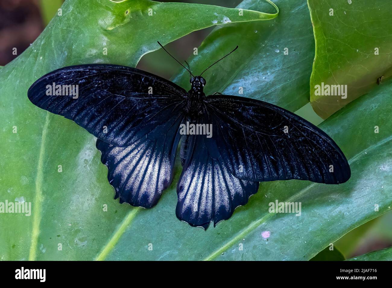 Common house farm hi-res stock photography and images - Alamy