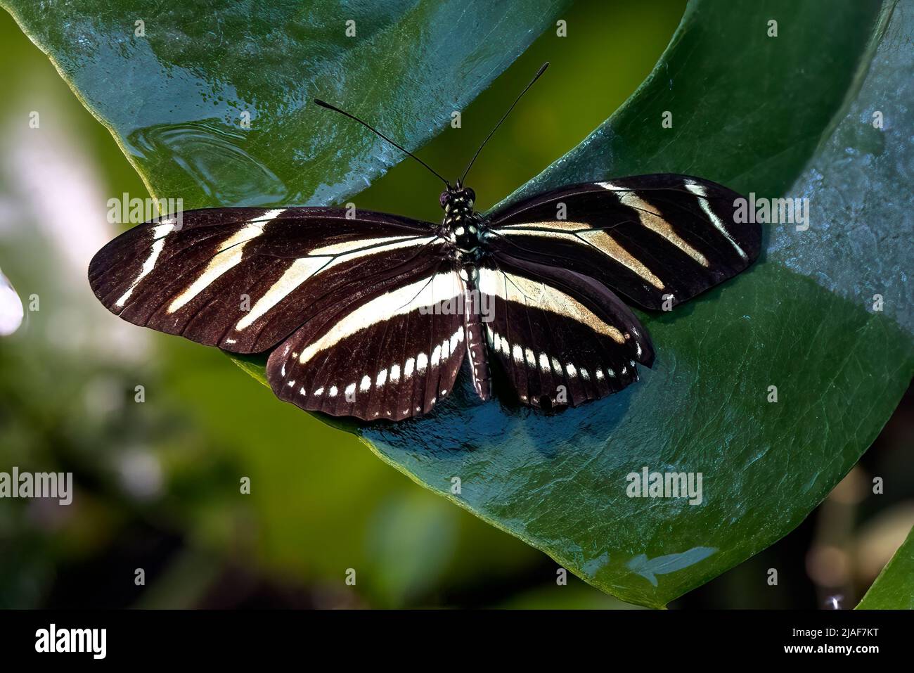 Zebra Longwing Butterfly at Butterfly Garden, Middleton Common ...