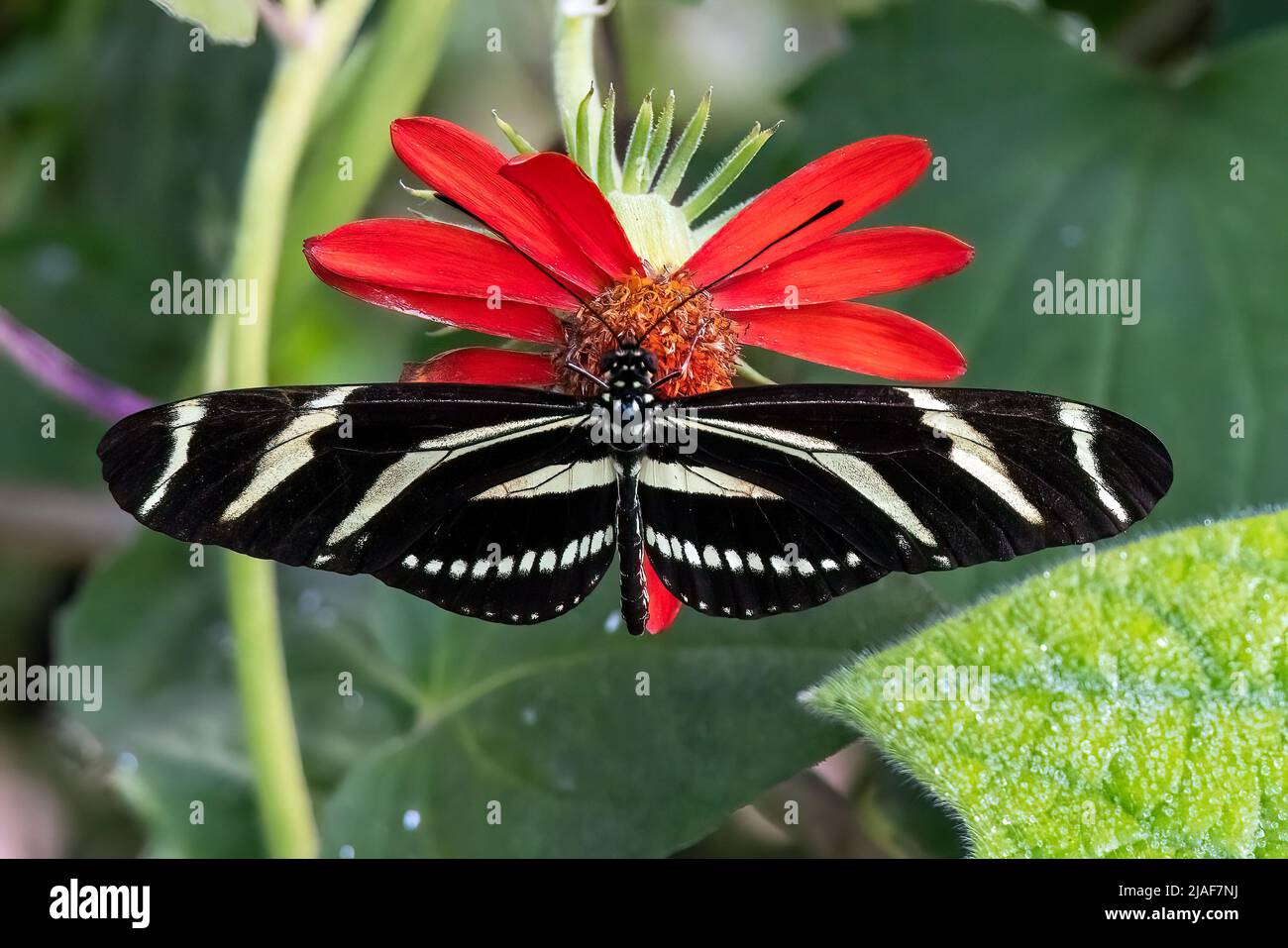 Zebra Longwing Butterfly at Butterfly Garden, Middleton Common ...
