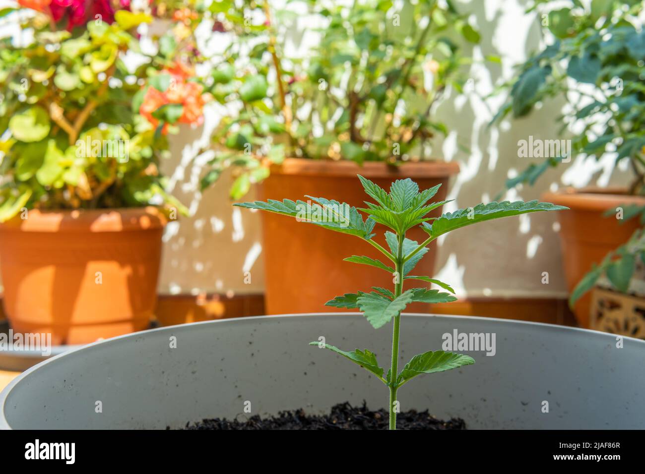 Close-up of a marijuana plant, Cannabis sativa, in a state of ...