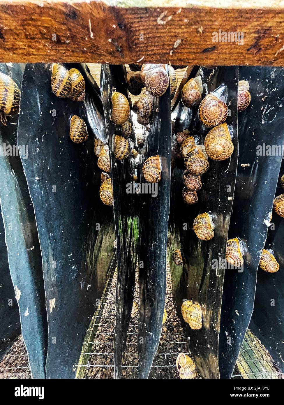Reproduction table for snail habitation, many slugs on special shelves ...