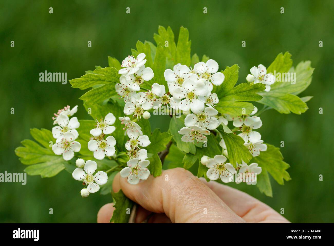 Hawthorn. Crataegus monogyna or oxyacantha Stock Photo - Alamy
