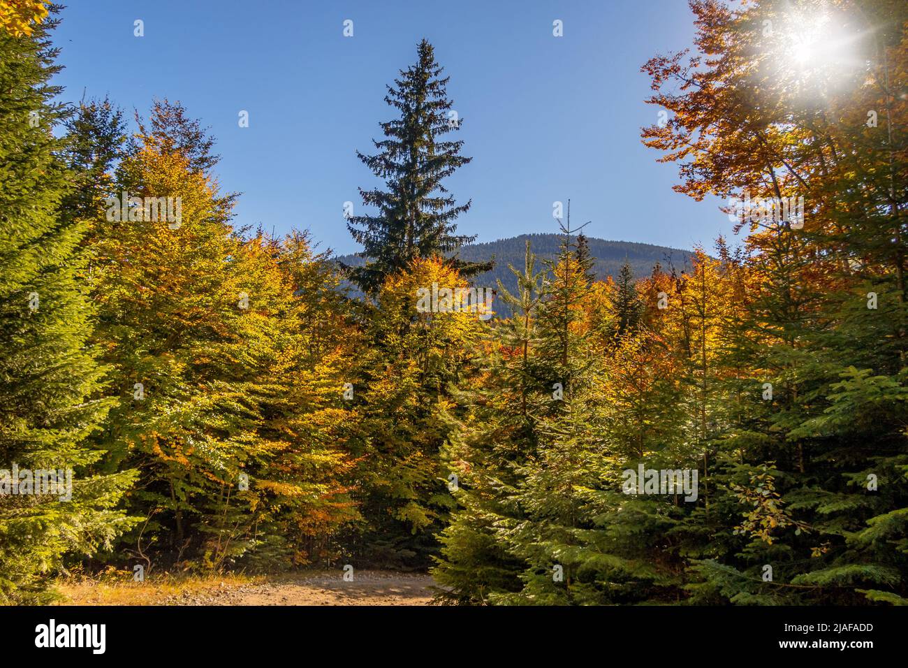 autumn trees panoramic background with colorful green, red and yellow ...