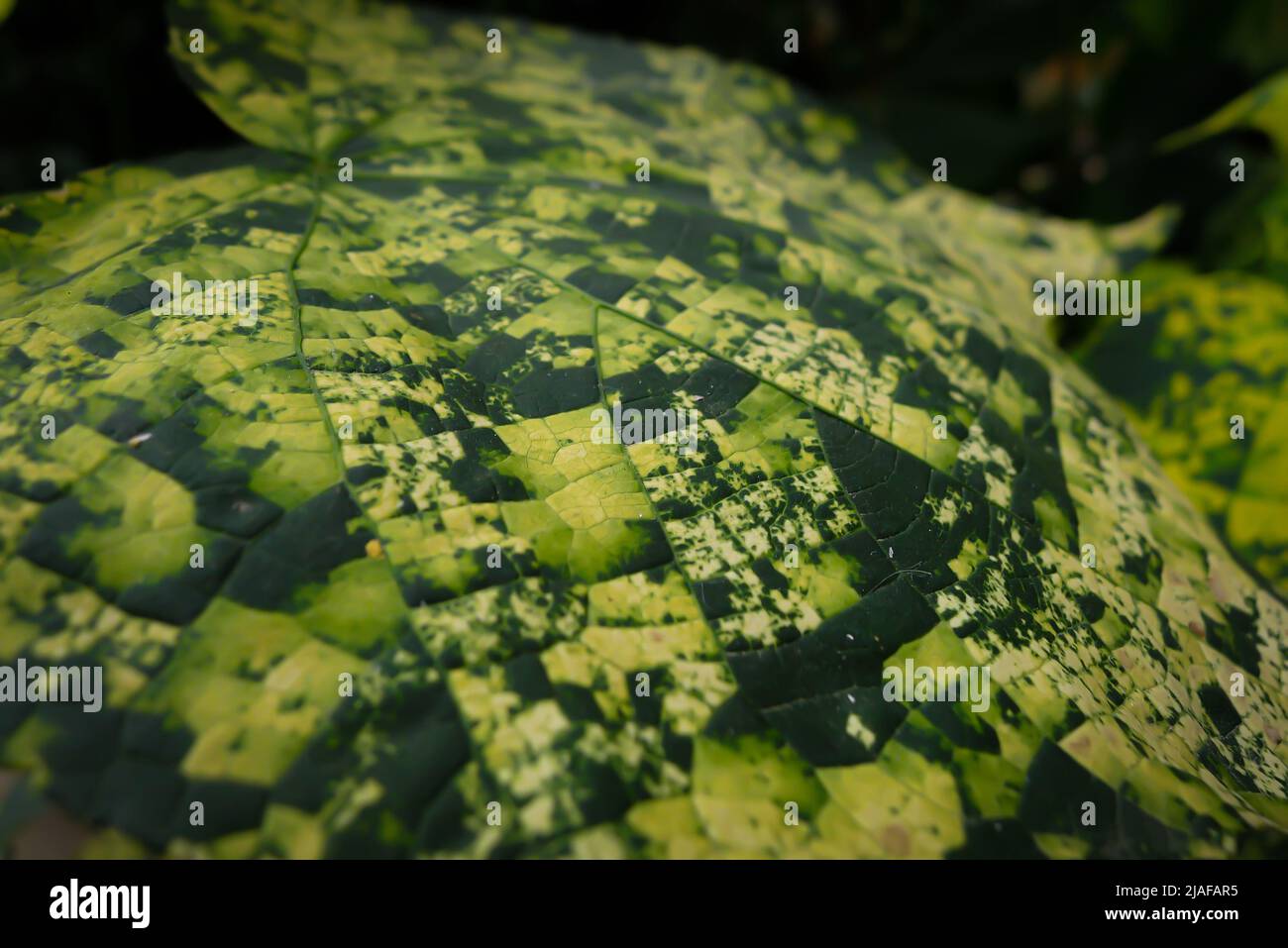 Surface of Mosaic Leaf in Abutilon 'Cannington Peter Stock Photo - Alamy