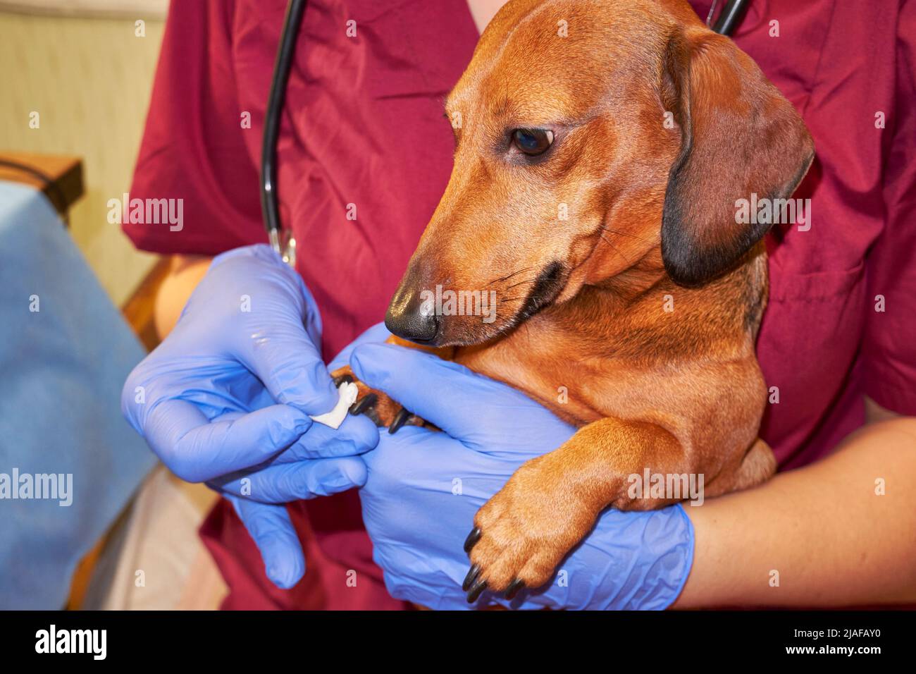The dog is in the hands of the veterinarian. Brown smooth-haired ...