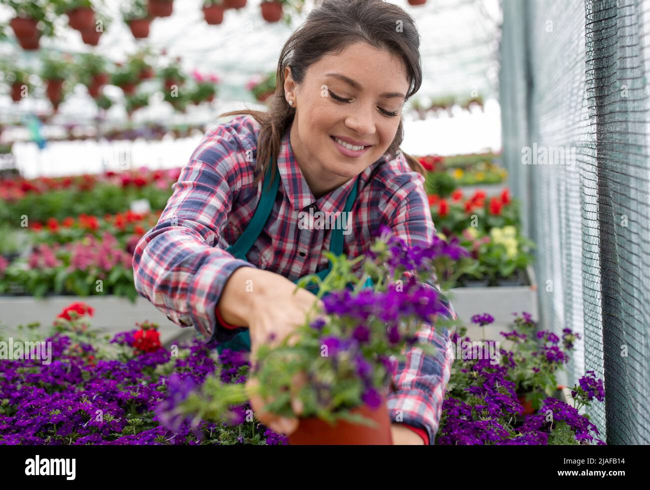 Professional female gardener cultivating flowers in a greenhouse and ...
