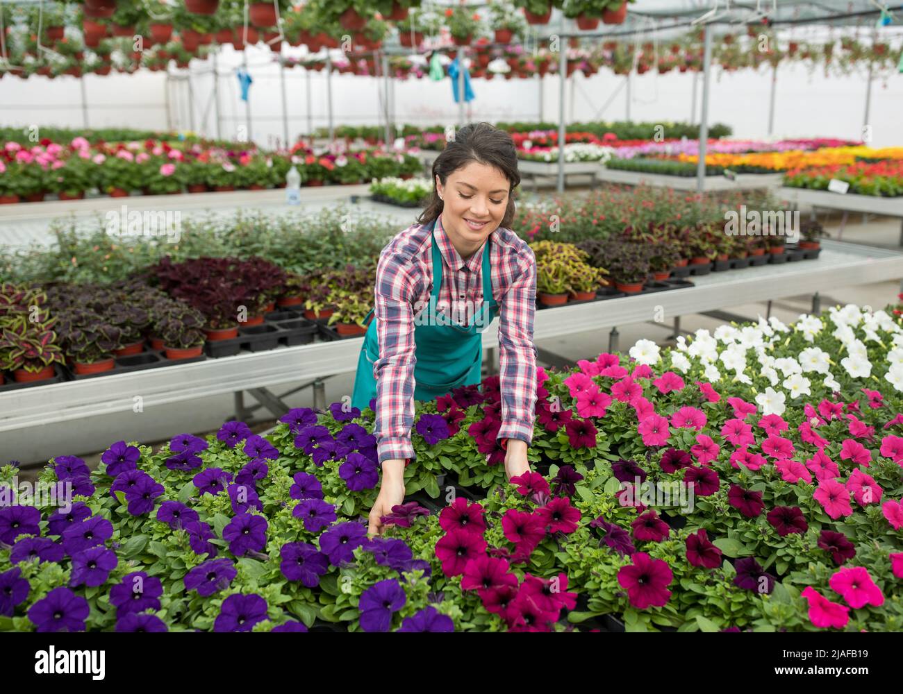 Professional female gardener in greenhouse with garden apron sorting ...