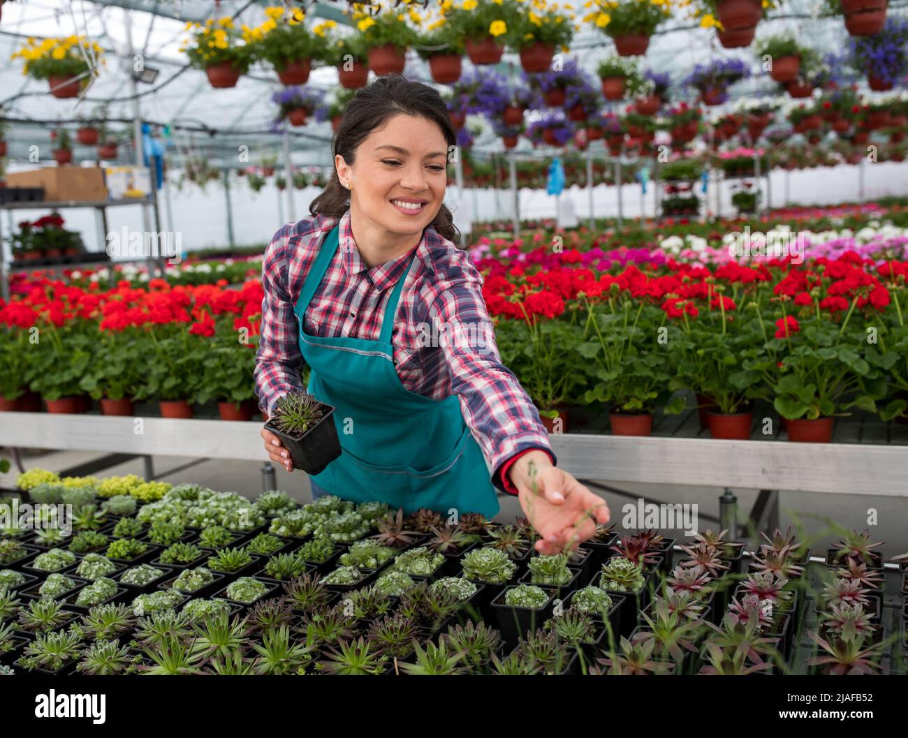 Professional female florist cultivating succulents in a greenhouse ...