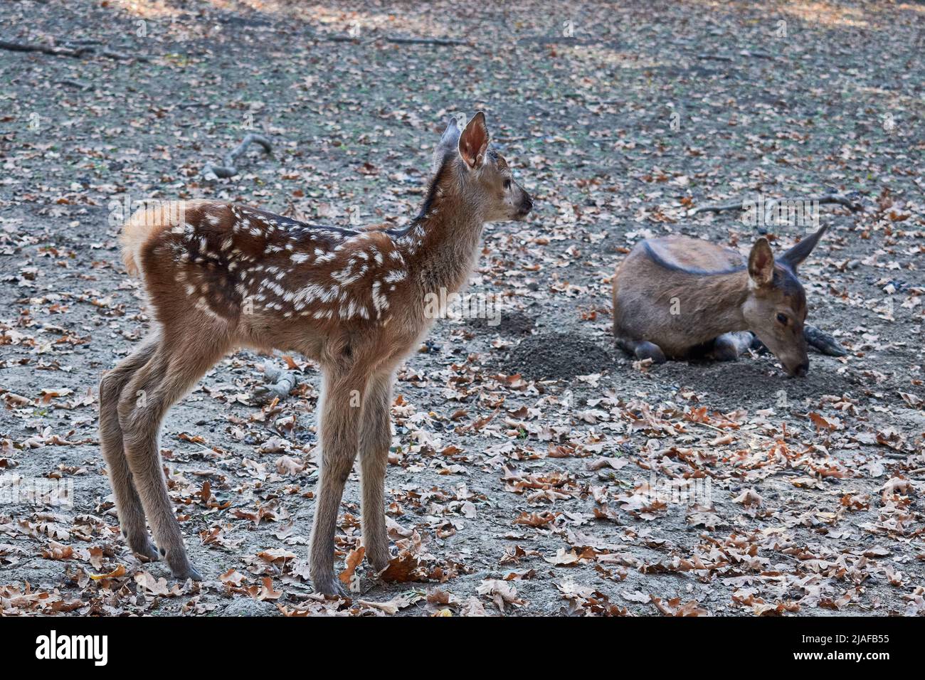Spotted deer face hi-res stock photography and images - Alamy