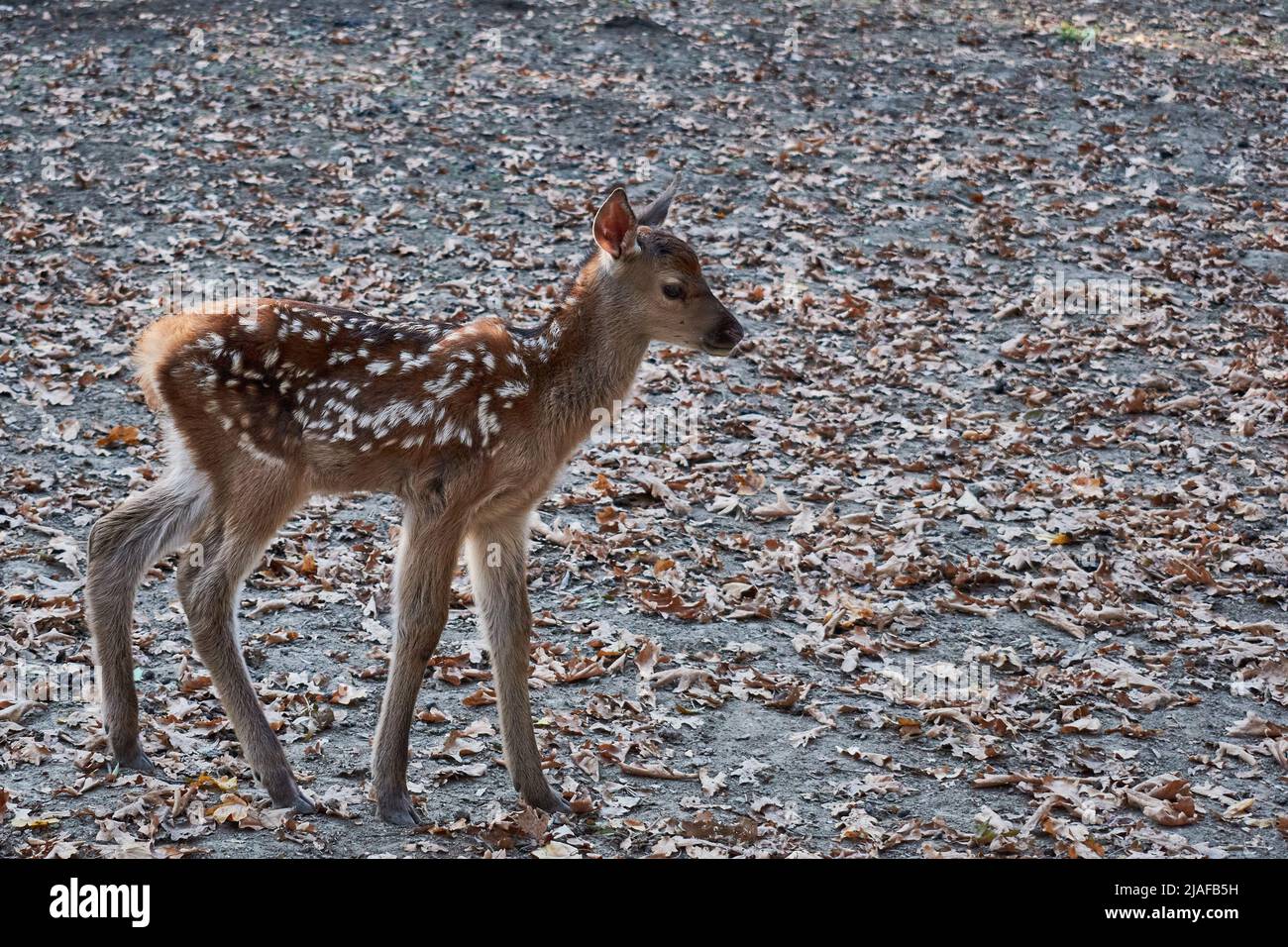 Beautiful baby red deer (Cervus elaphus) standing in field Stock Photo ...