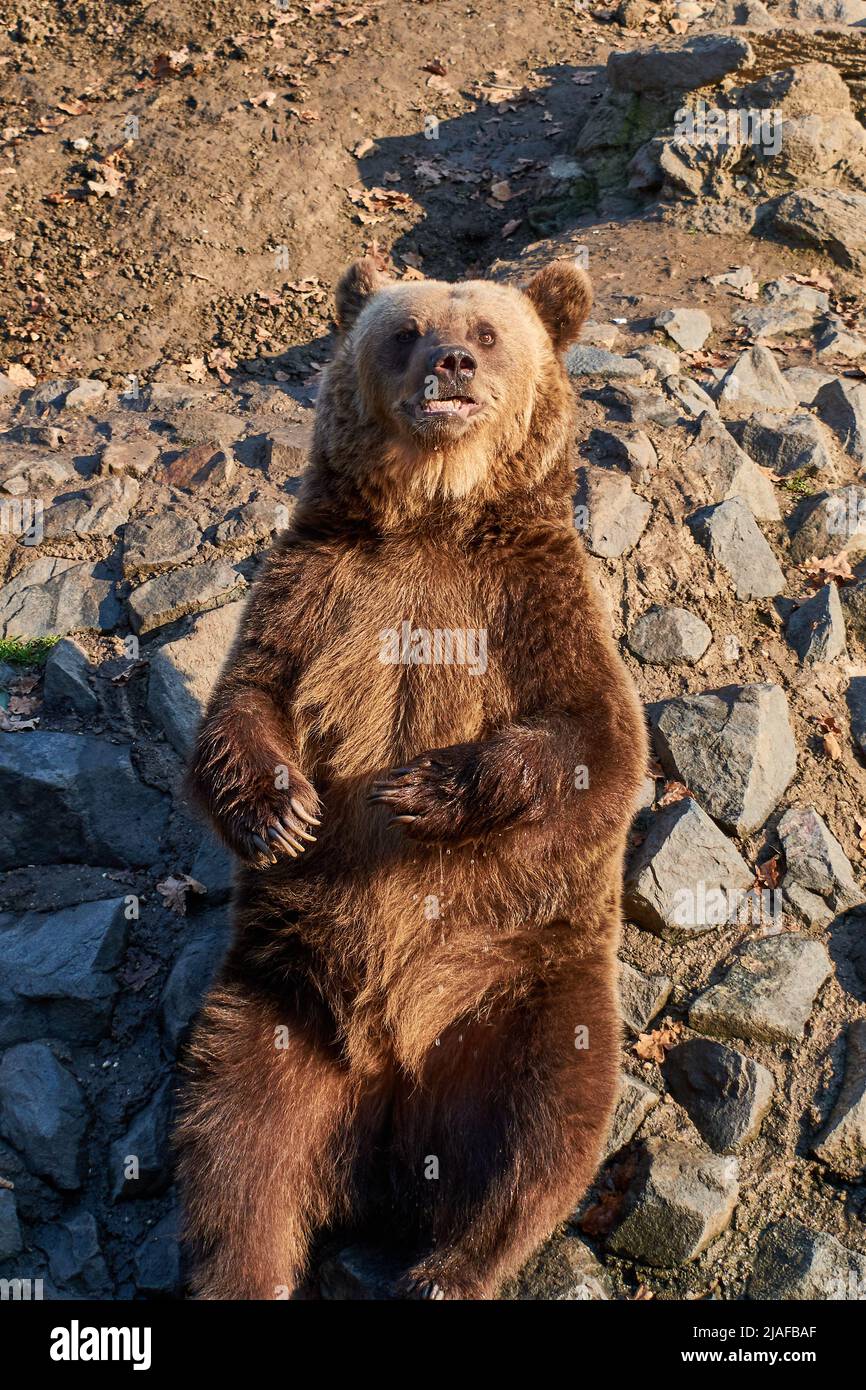 The brown bear Ursus arctos waiting for the food at the zoo Stock Photo ...