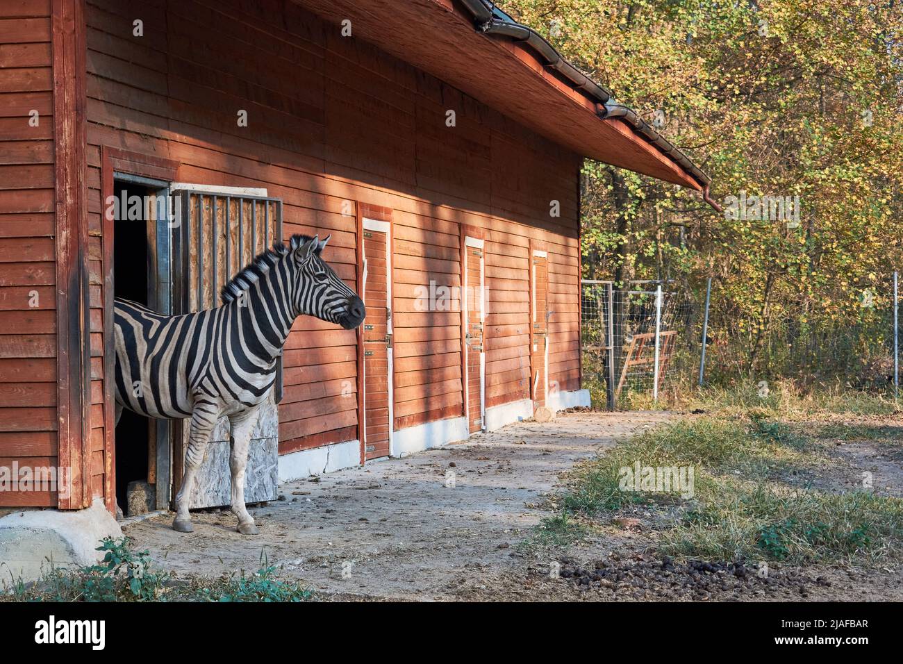 Profile of a zebra coming out of the stable at the zoo Stock Photo - Alamy