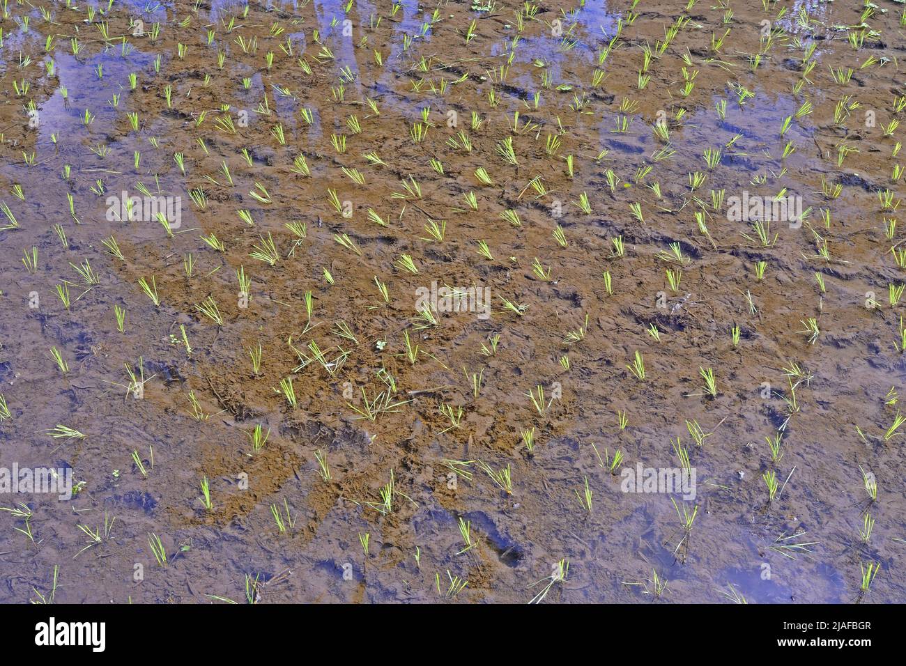 common rice (Oryza sativa), just planted rice plants, Indonesia, Bali ...