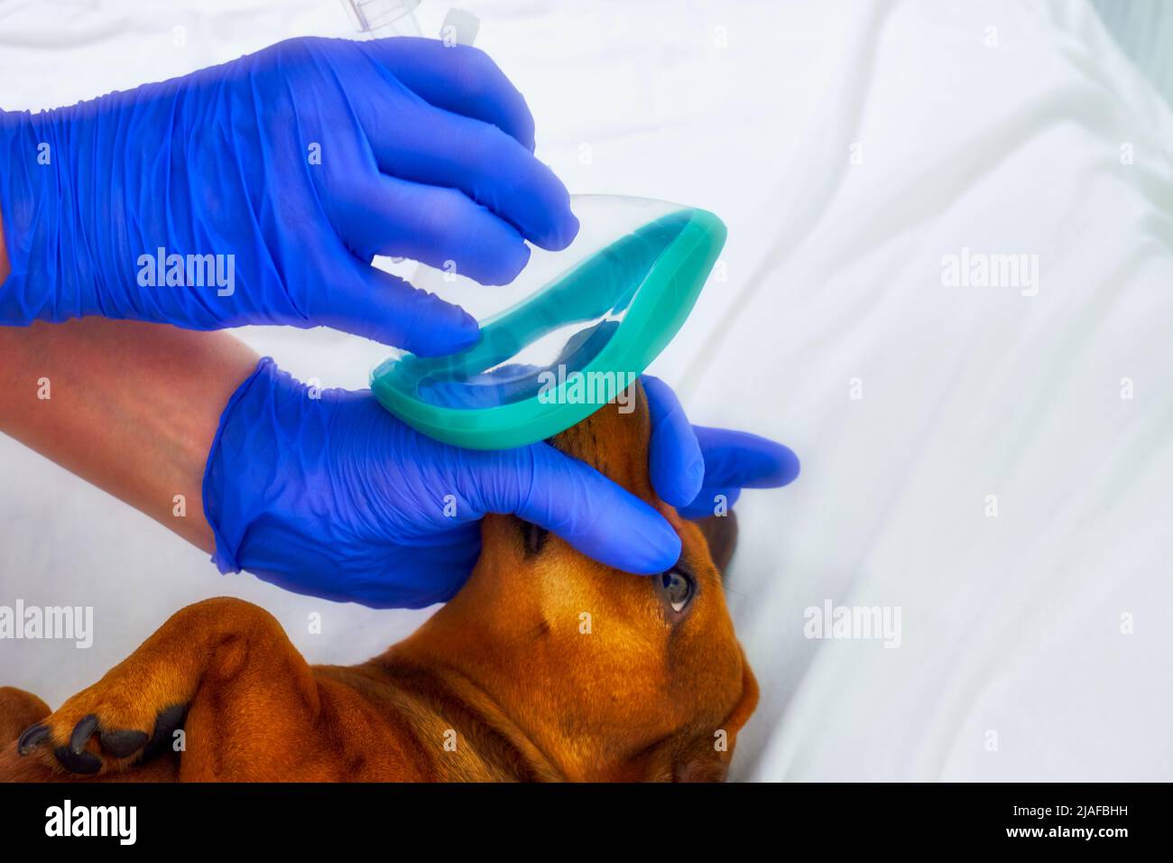 The use of anesthesia masks in veterinary medicine. Dog and anesthesia ...