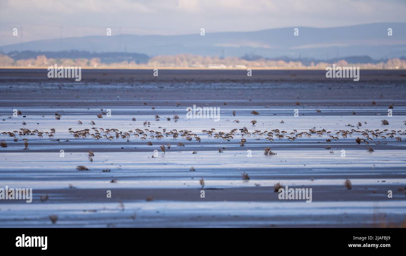 Marshside RSPB Site, Southport, England Stock Photo - Alamy