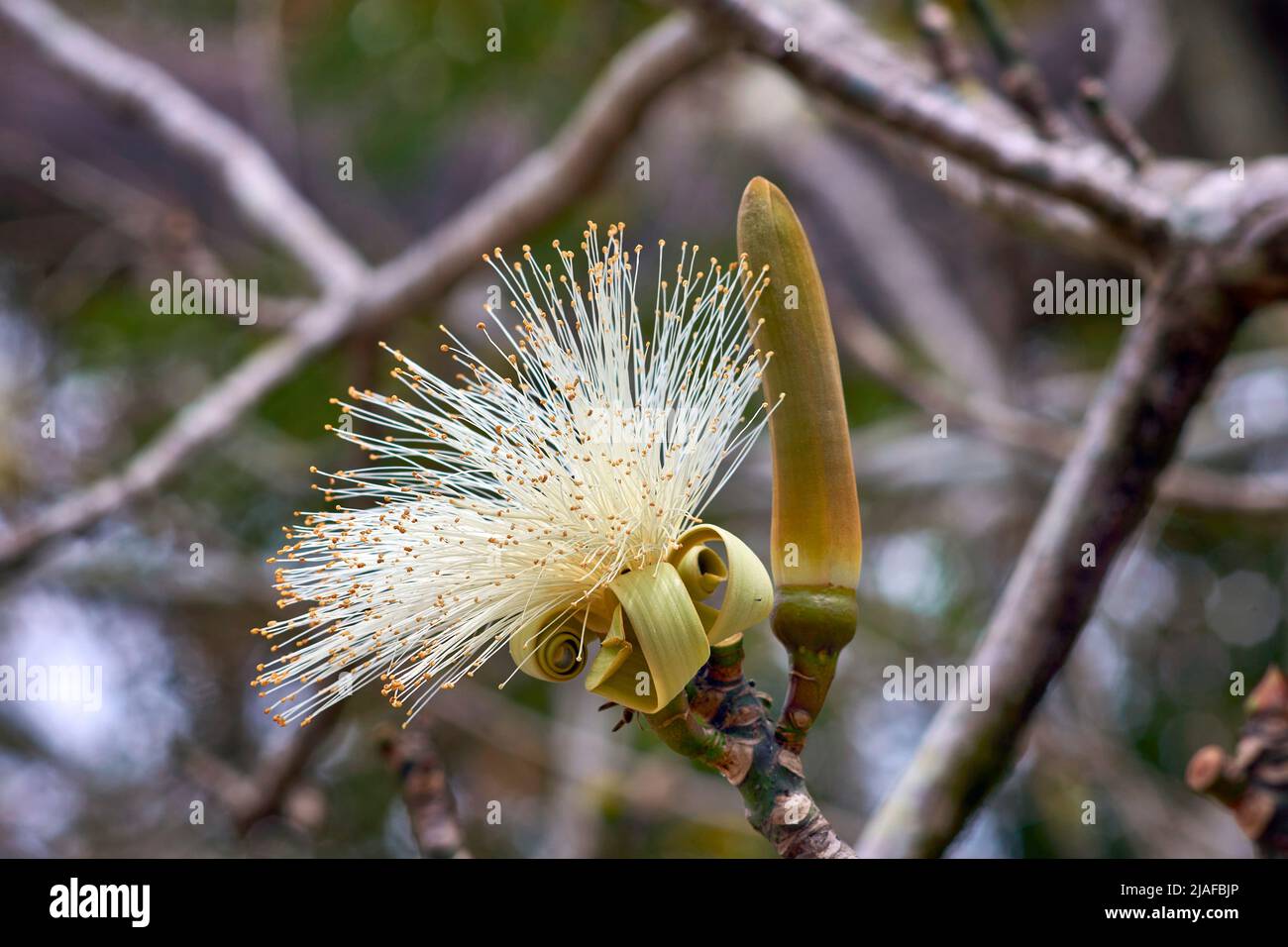 powderpuff tree (Calliandra spec.), flower, Cuba, Cienfuegos Stock ...